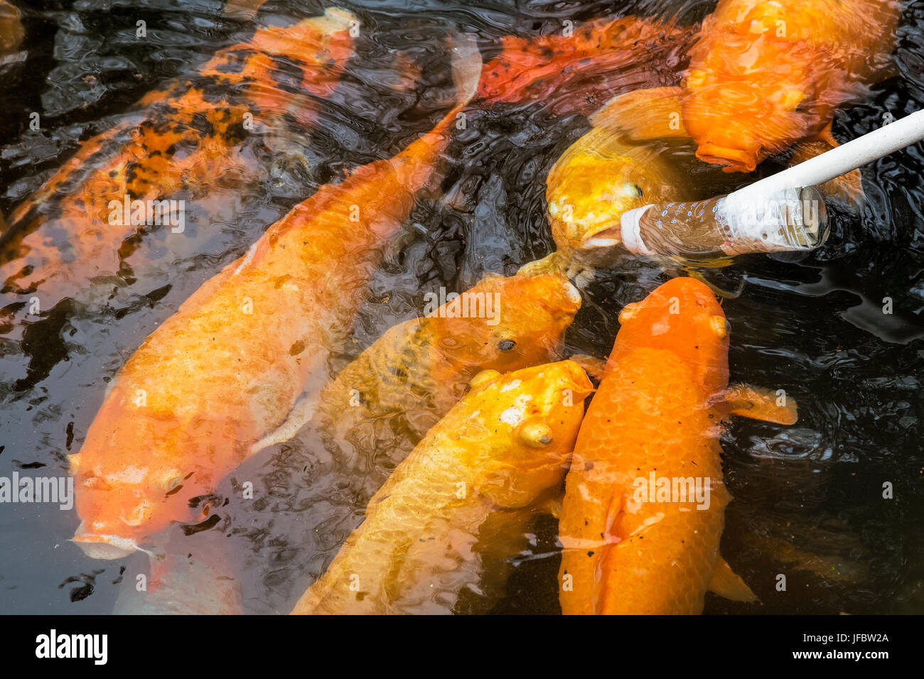 Feeding Koi goldfish using a baby bottle is a very popular form of ...