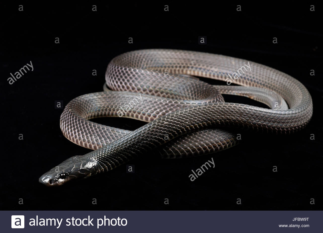 File Snake High Resolution Stock Photography and Images - Alamy
