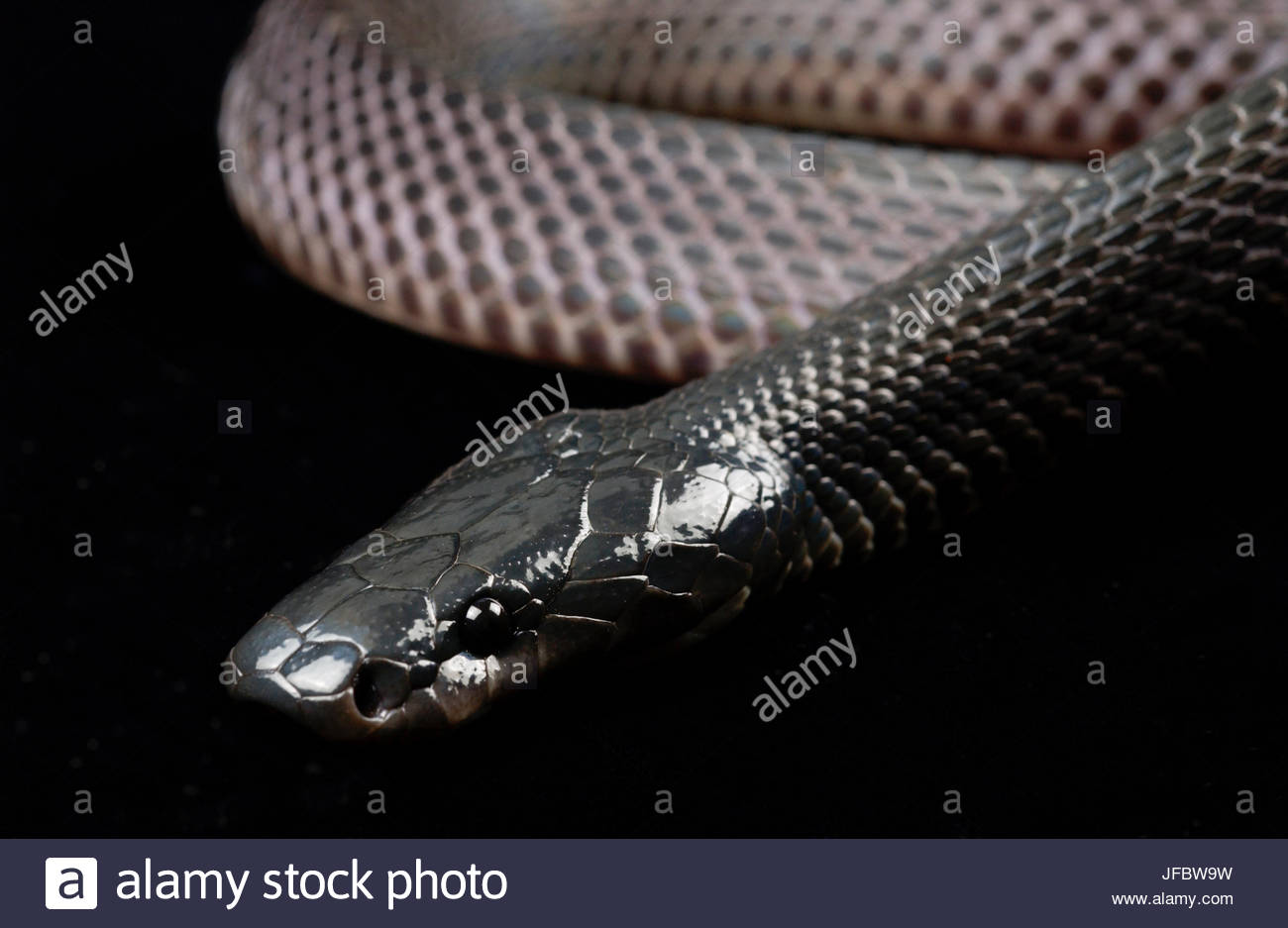 File Snake High Resolution Stock Photography and Images - Alamy