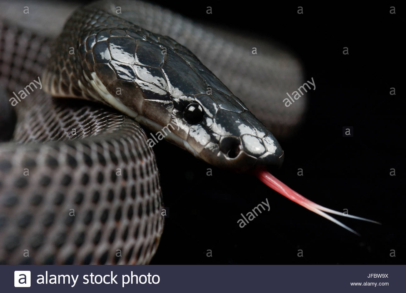 File Snake High Resolution Stock Photography and Images - Alamy