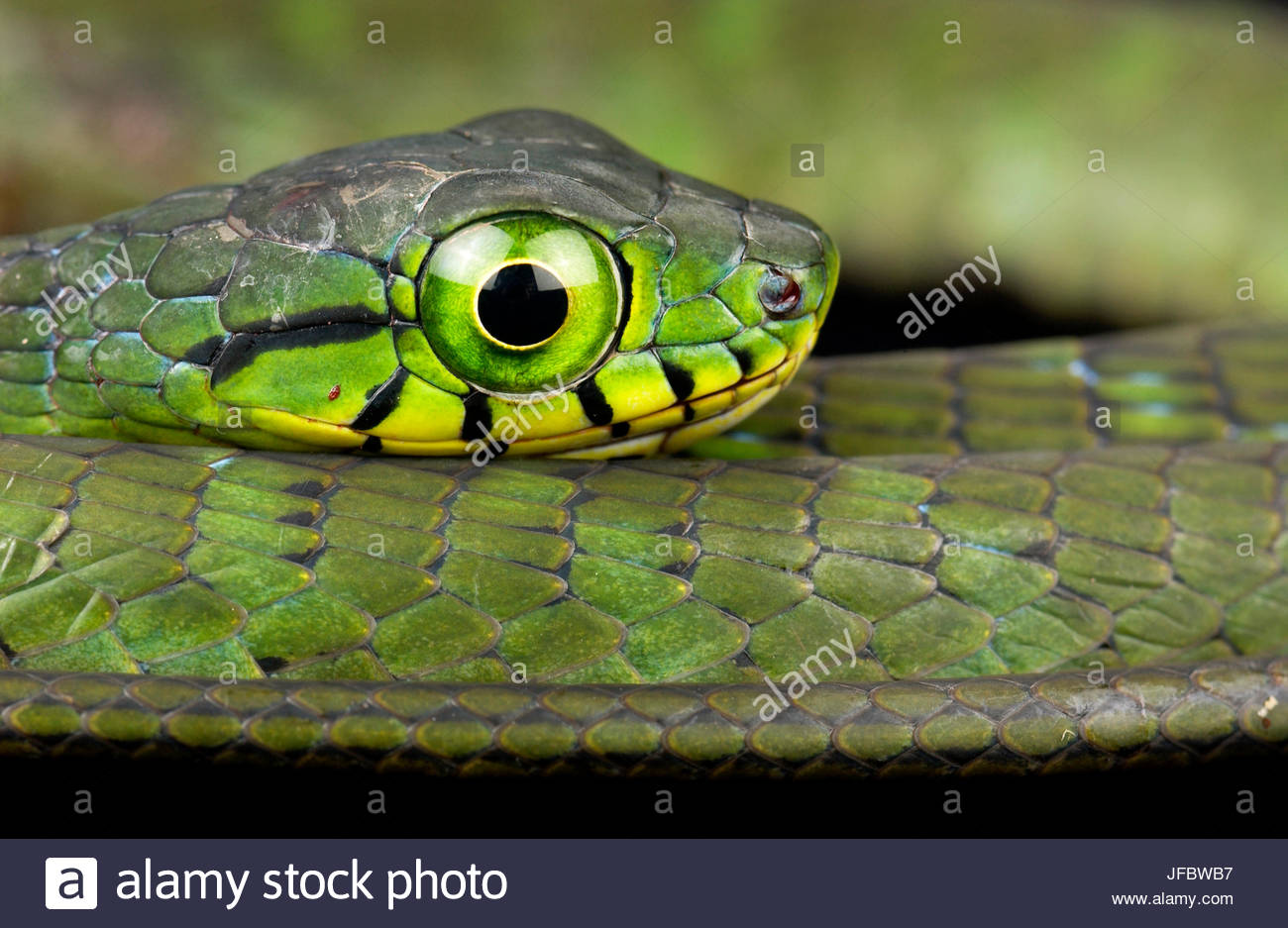 Snake Head High Resolution Stock Photography and Images - Alamy