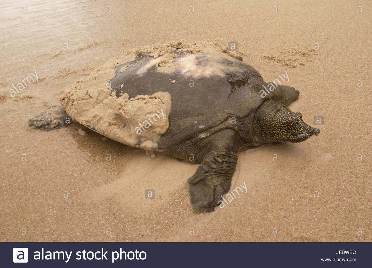 Trionyx Stock Photos & Trionyx Stock Images - Alamy