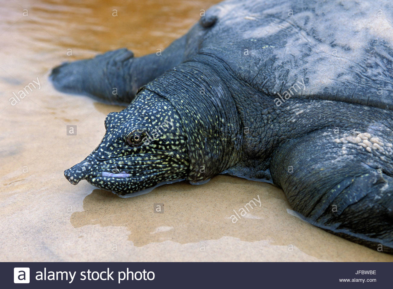 Trionyx Stock Photos & Trionyx Stock Images - Alamy