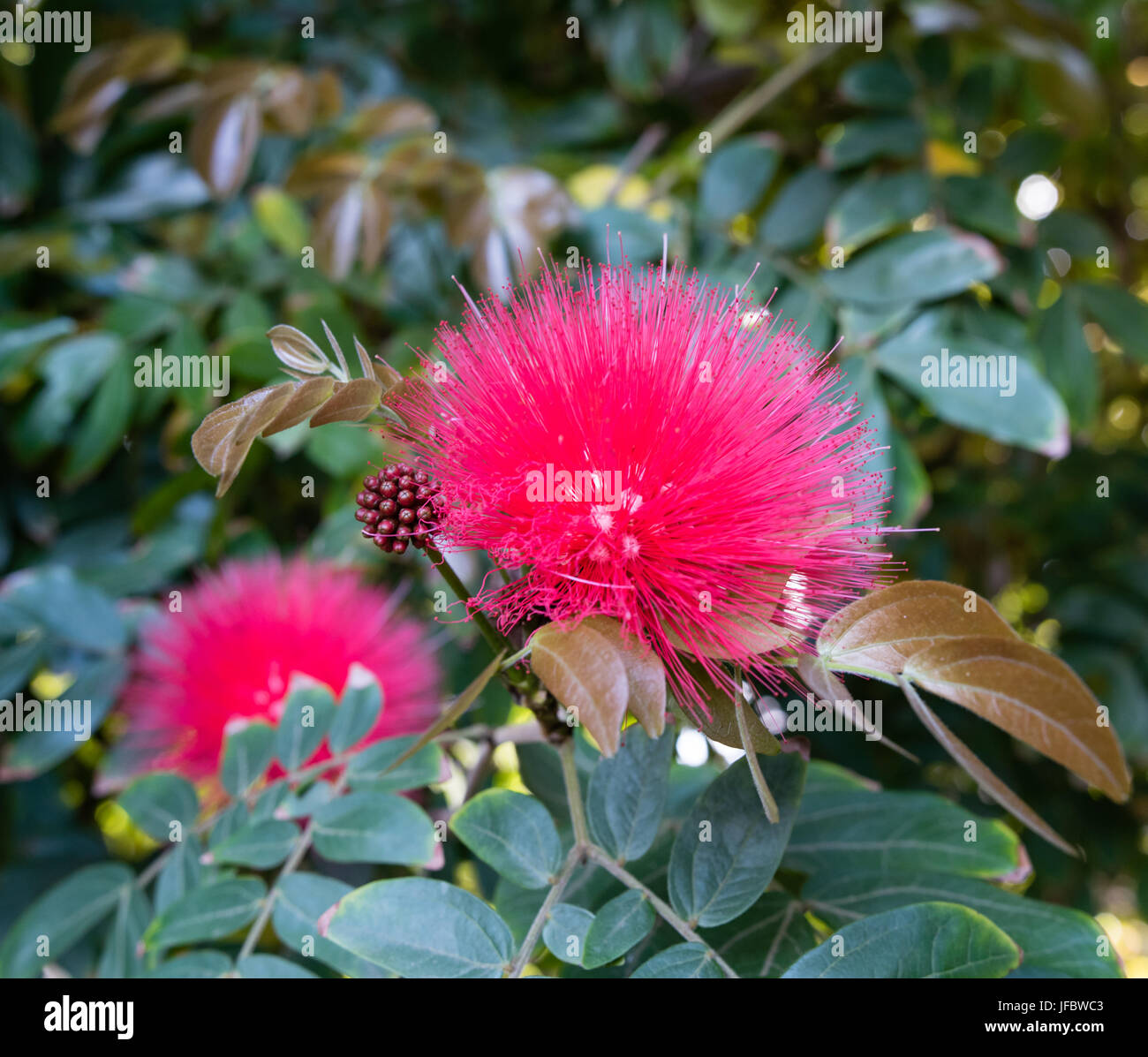 Pink puff bush calliandra haematocephala hi-res stock photography and ...