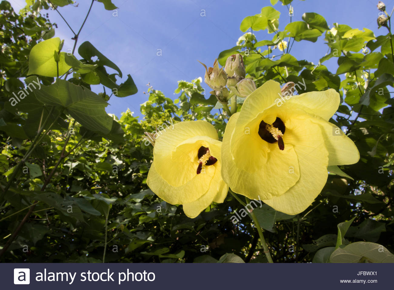 Native Hibiscus Stock Photos & Native Hibiscus Stock Images - Alamy