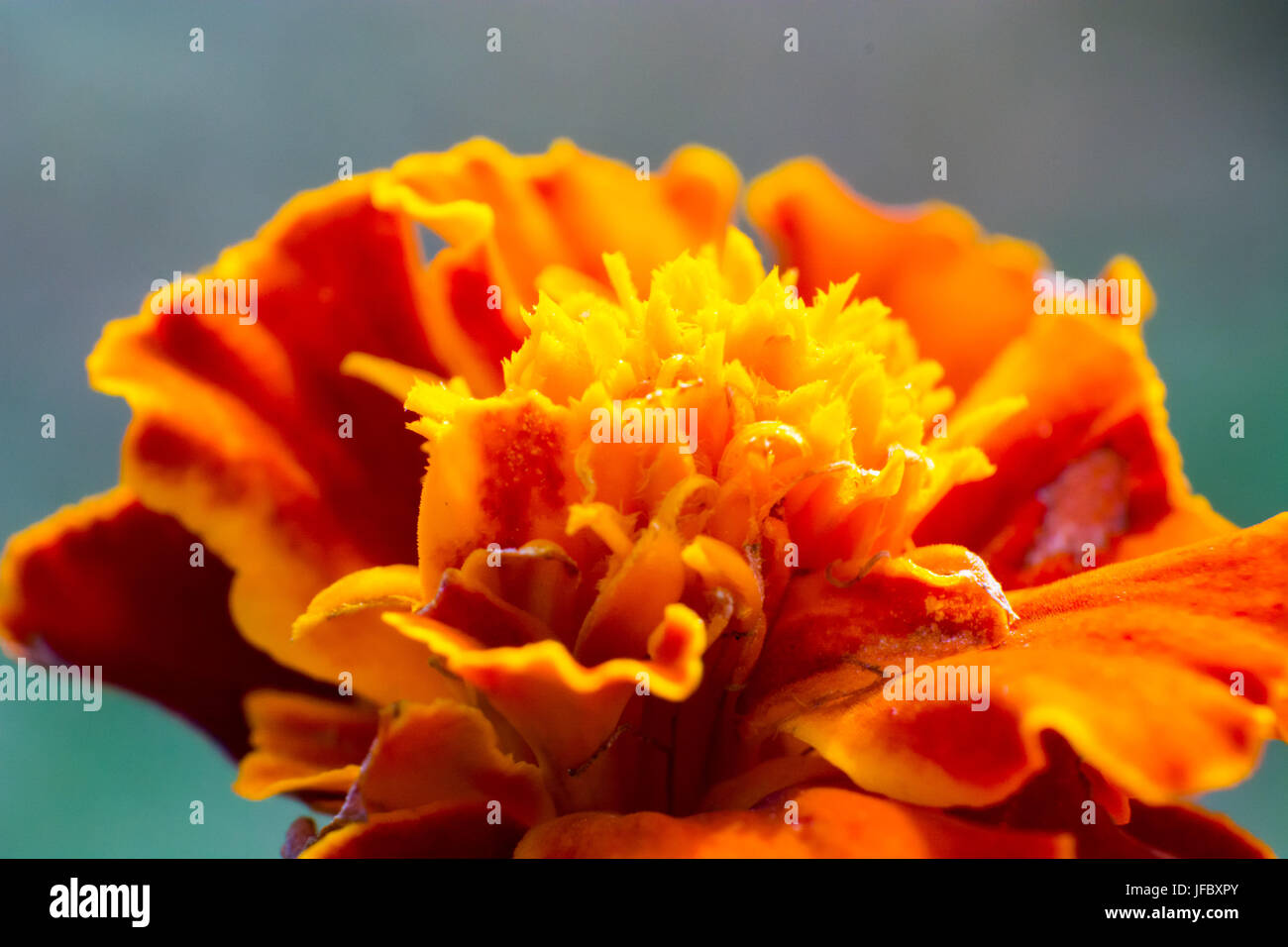 Abstract flower macro hi-res stock photography and images - Alamy