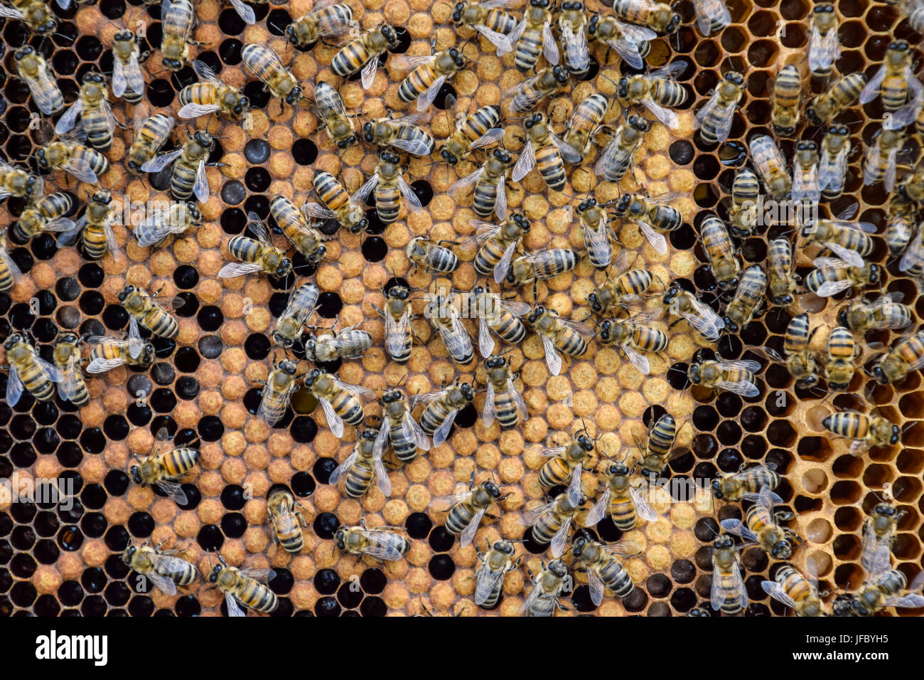 Honey bees on the home apiary. The technology breeding of honey bees ...