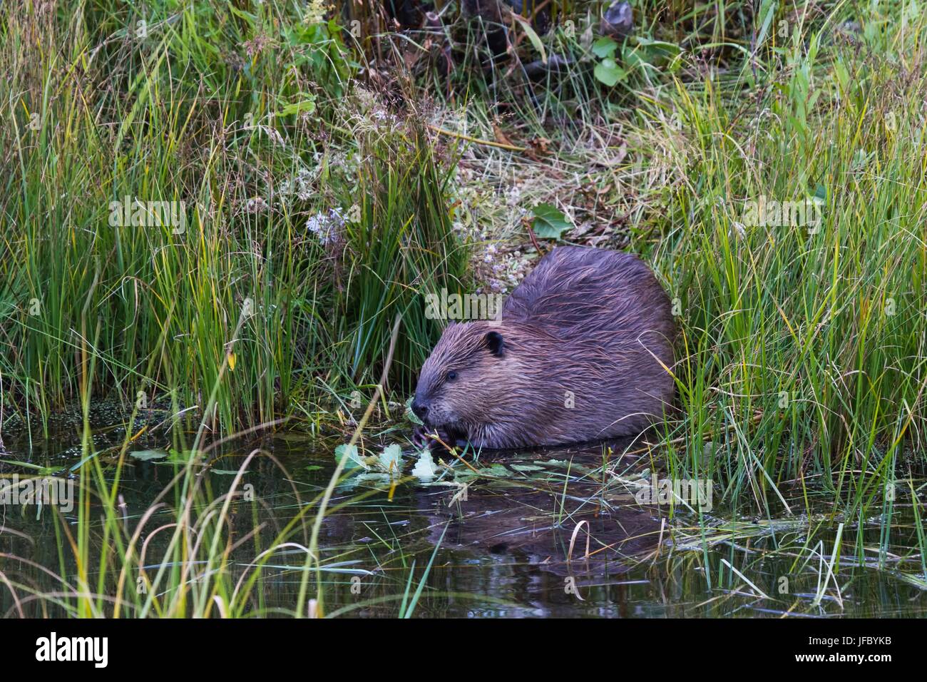 Canadian Beaver 18 Stock Photo - Alamy