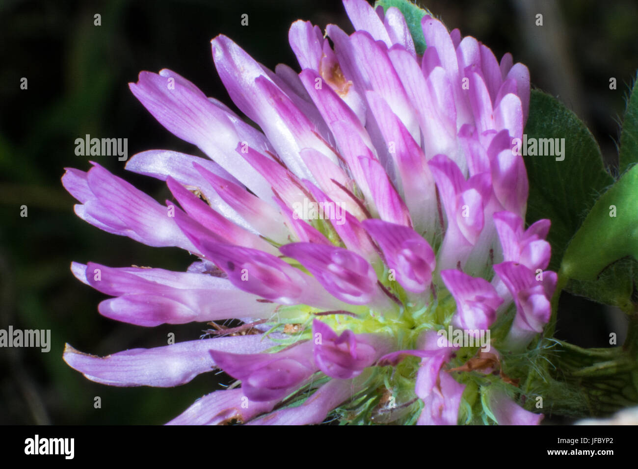 Pink clover in the field Stock Photo - Alamy