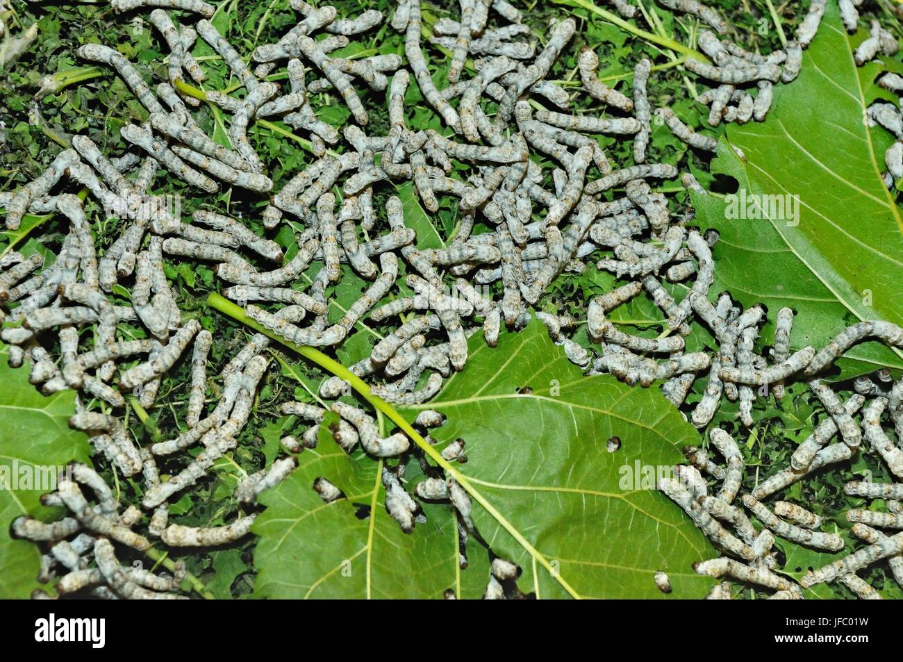 Silkworms Silk