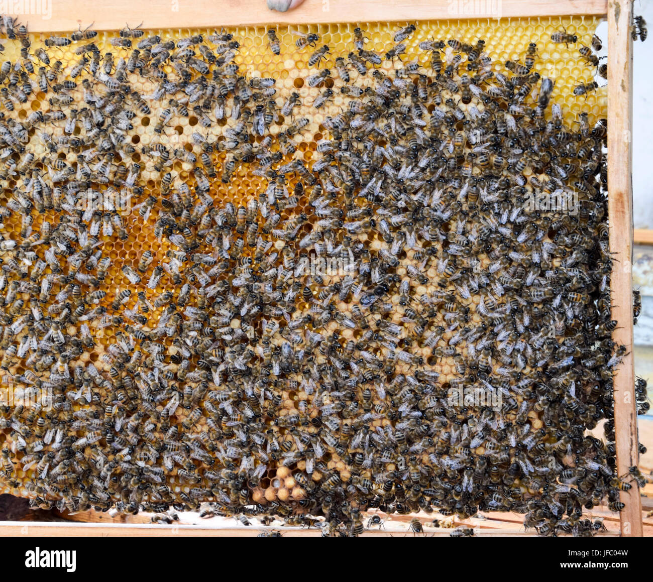 Honey bees on the home apiary. The technology breeding of honey bees ...