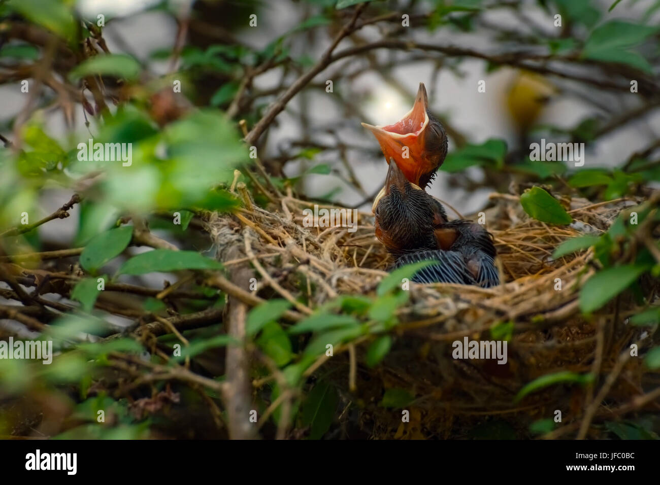 Baby Bird Left on a Tree in a Nest Stock Photo - Alamy