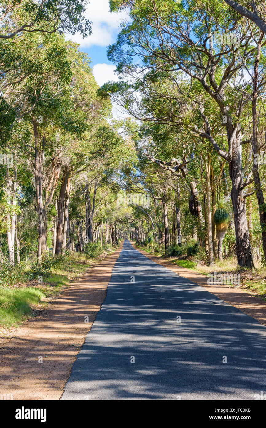 Narrow tree lined road in Yelverton, north of Margaret River in Western ...