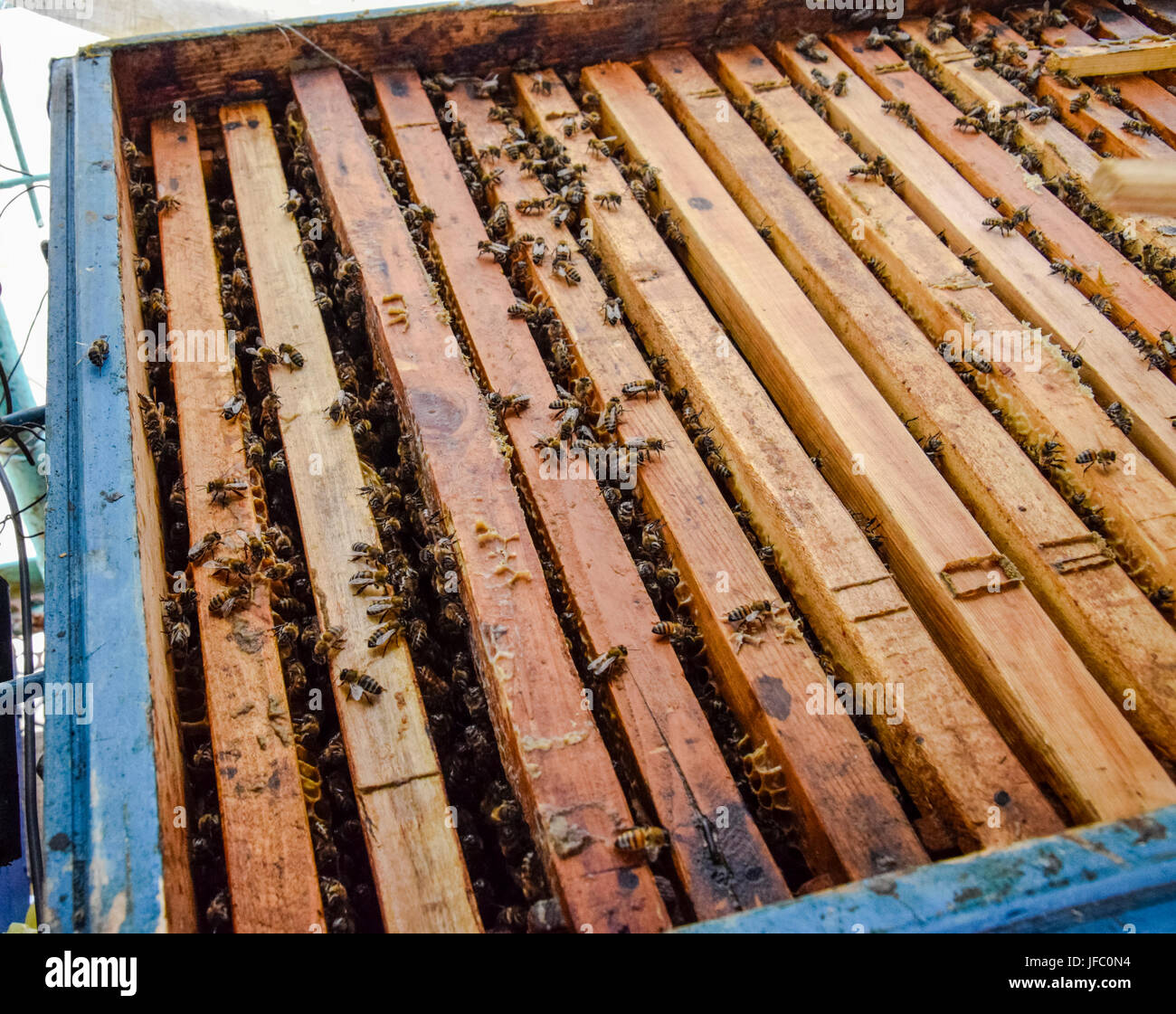 Open bee hive. Plank with honeycomb in the hive. The bees crawl along ...