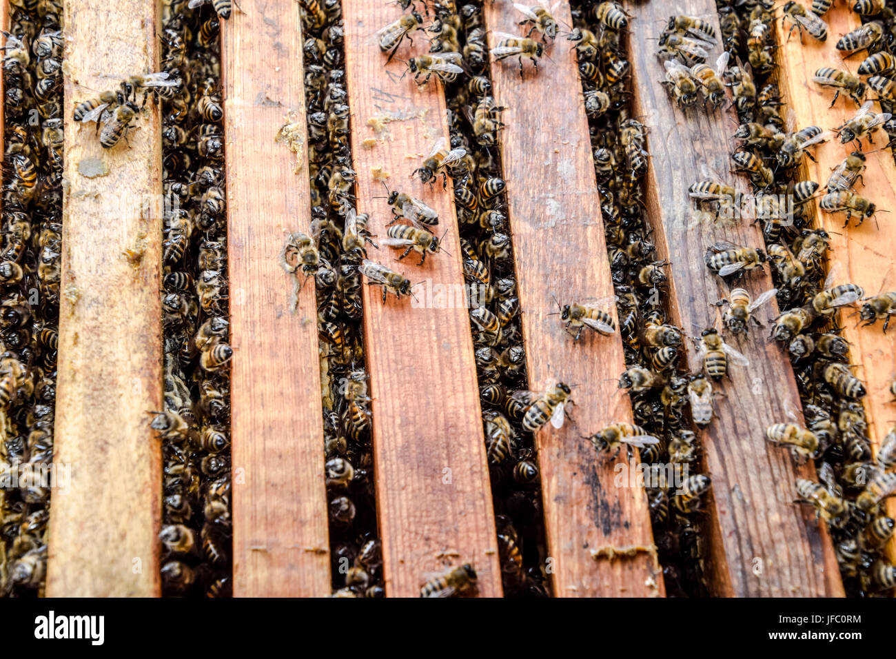 Open bee hive. Plank with honeycomb in the hive. The bees crawl along ...