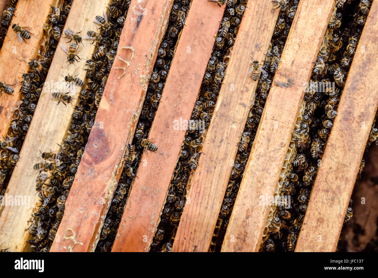Open bee hive. Plank with honeycomb in the hive. The bees crawl along ...