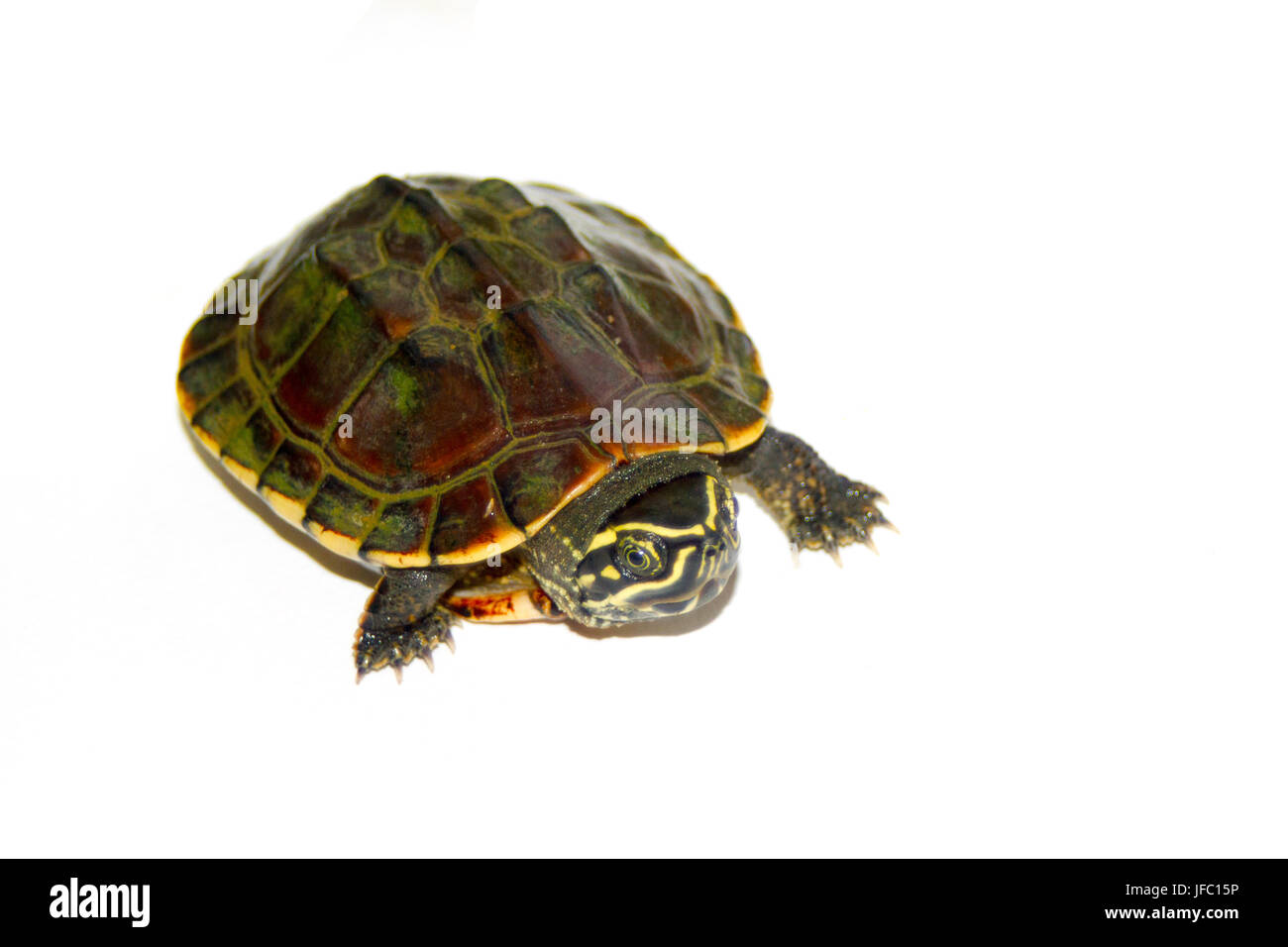 Snapping turtle on white hi-res stock photography and images - Alamy