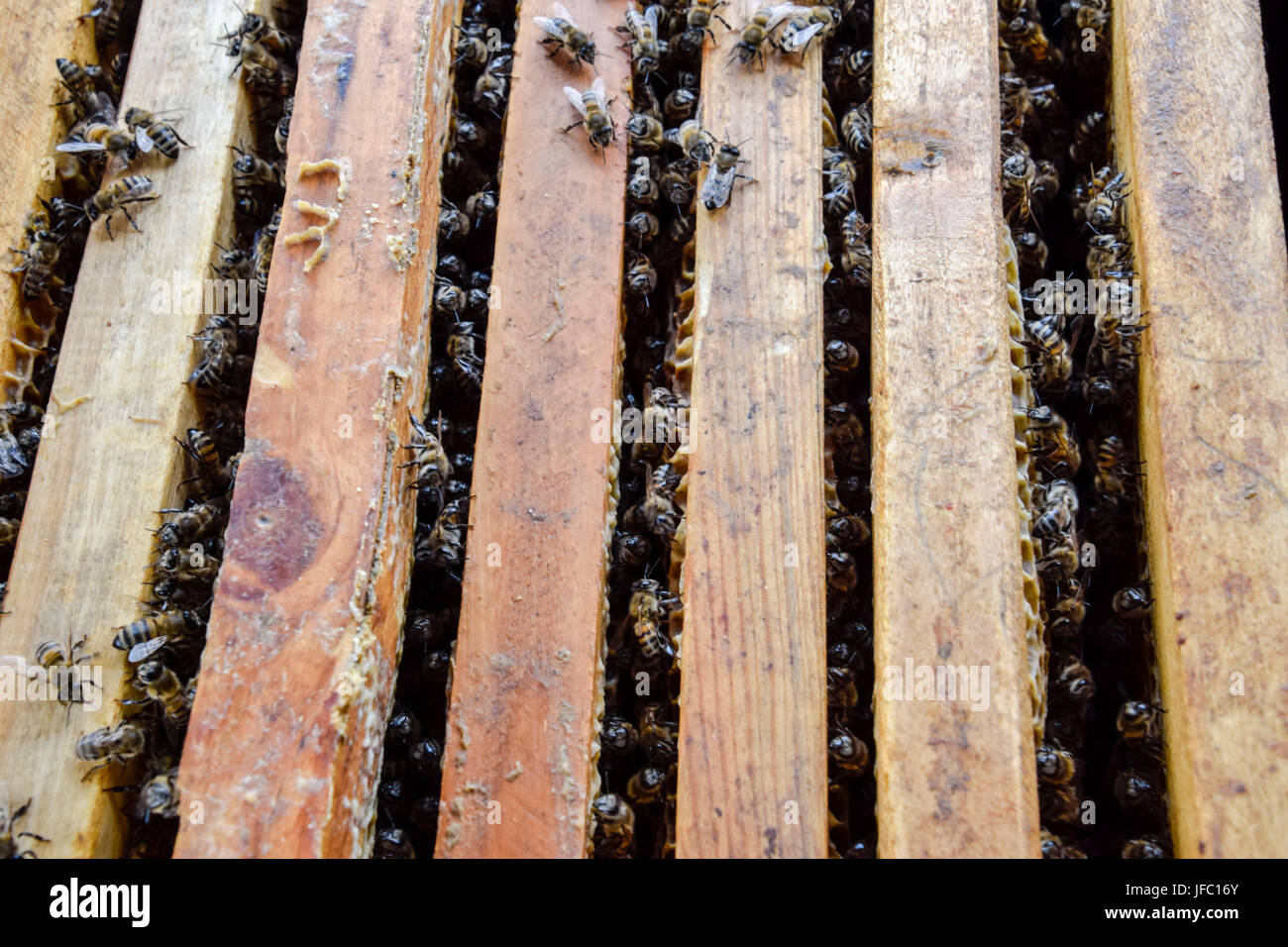 Open bee hive. Plank with honeycomb in the hive. The bees crawl along ...