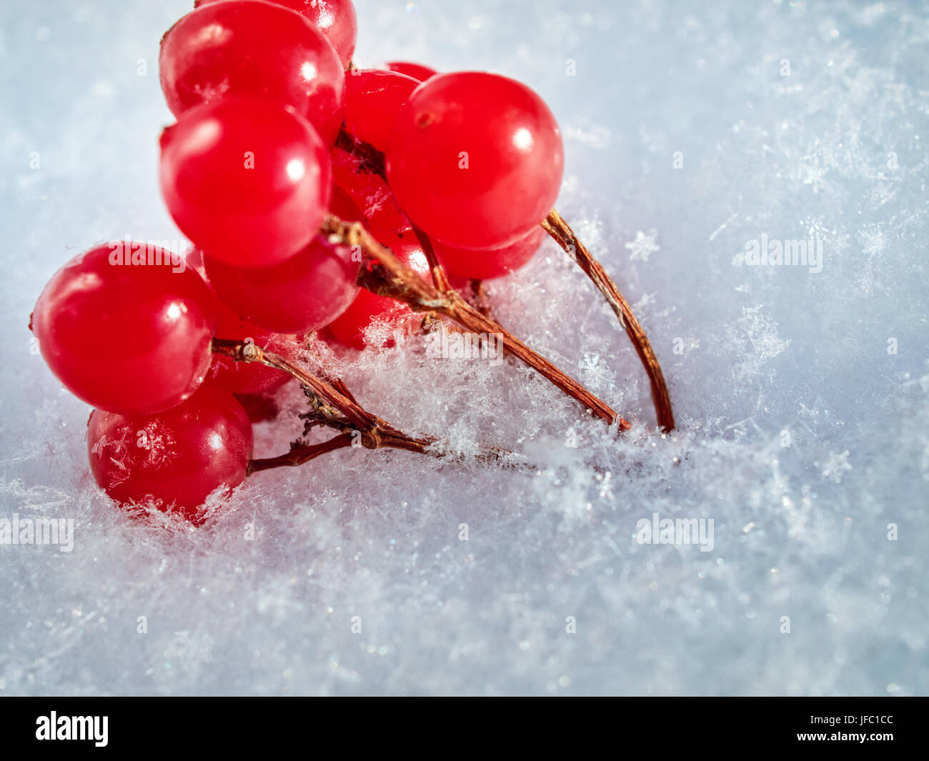 The red berries of a guelder-rose with the first snow. Macro Stock ...