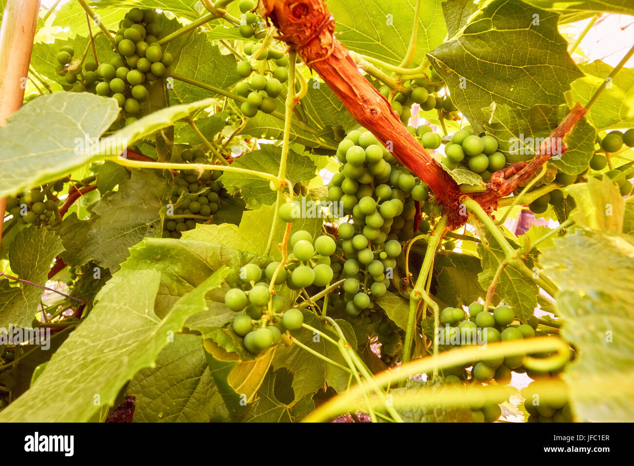 Grapes cluster on vine with copy-space against sunlight Stock Photo - Alamy