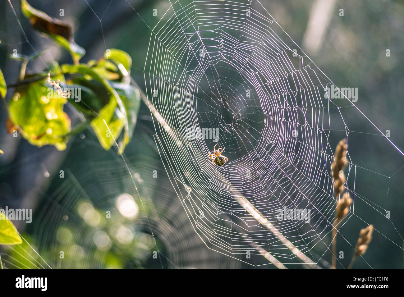 In a taiga, Russia, Siberia. A web with a spider Stock Photo - Alamy