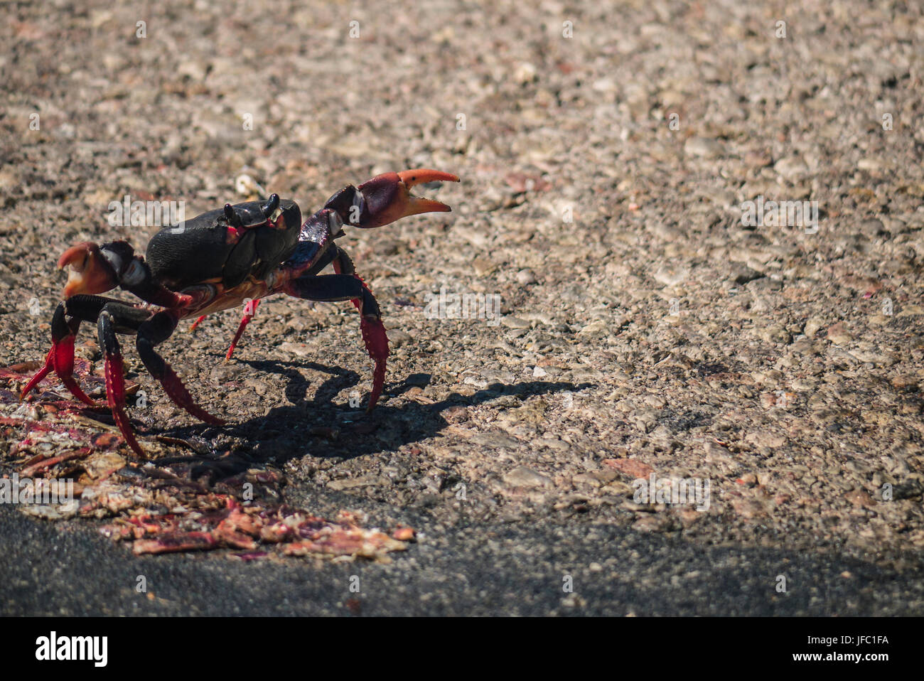 Migration of crabs In Cuba Stock Photo - Alamy