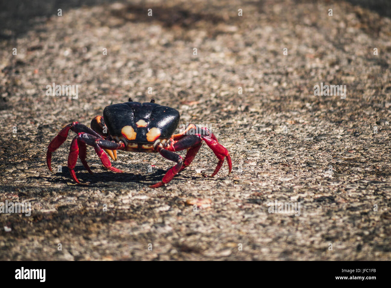 Migration of crabs In Cuba Stock Photo - Alamy