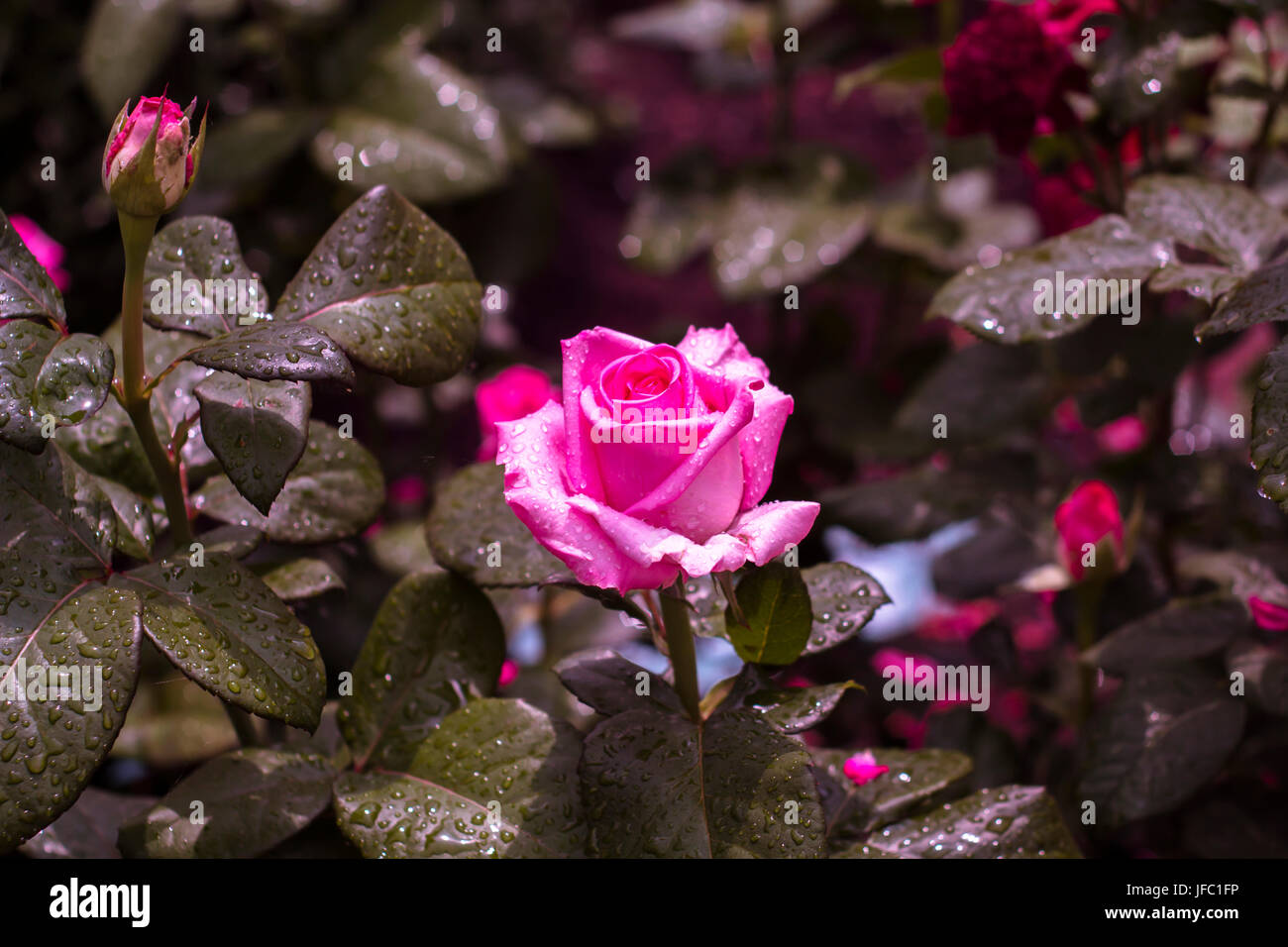 Pink roses in a garden after a rain Stock Photo - Alamy