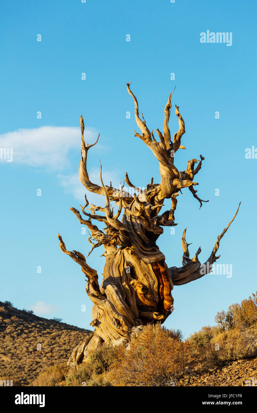 Twisted white pine tree growing hi-res stock photography and images - Alamy
