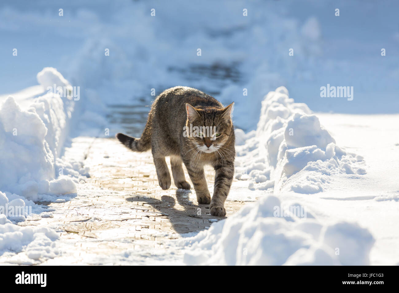 Cat in snow Stock Photo - Alamy