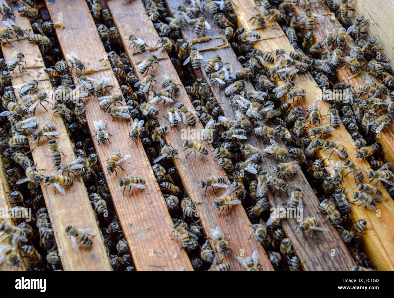 Open bee hive. Plank with honeycomb in the hive. The bees crawl along ...