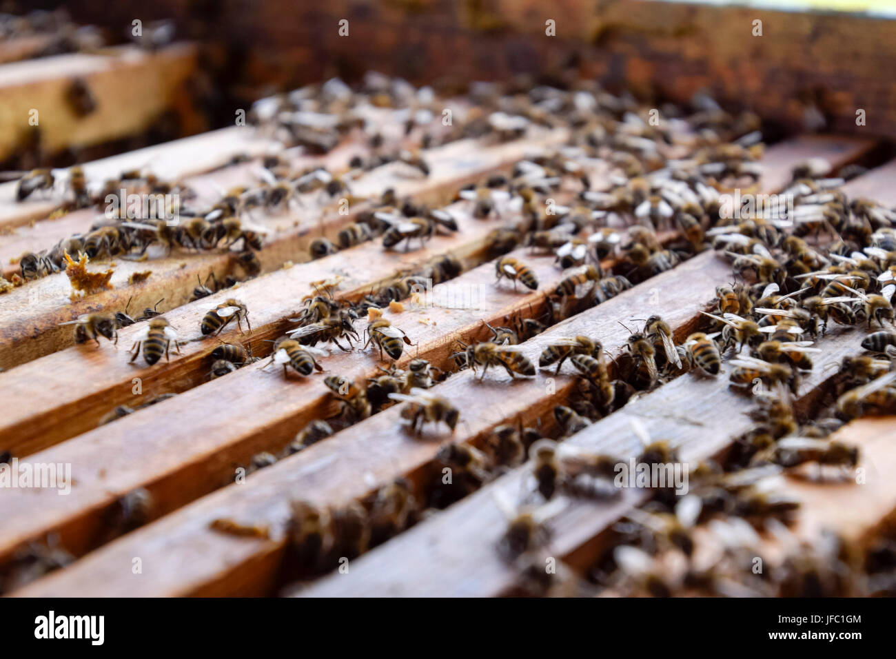 Open bee hive. Plank with honeycomb in the hive. The bees crawl along ...