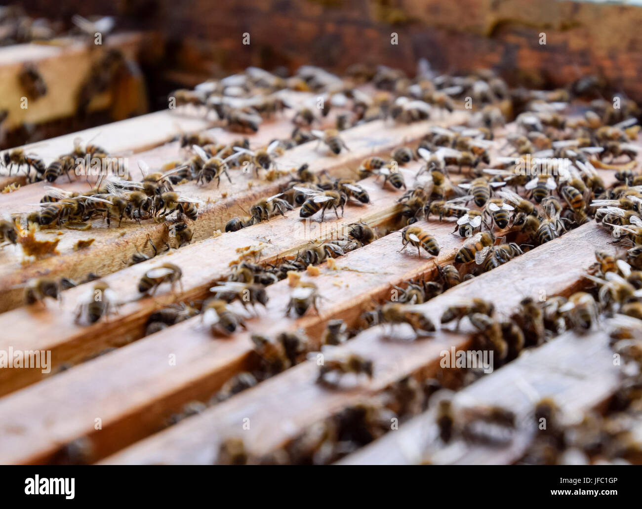 Open bee hive. Plank with honeycomb in the hive. The bees crawl along ...