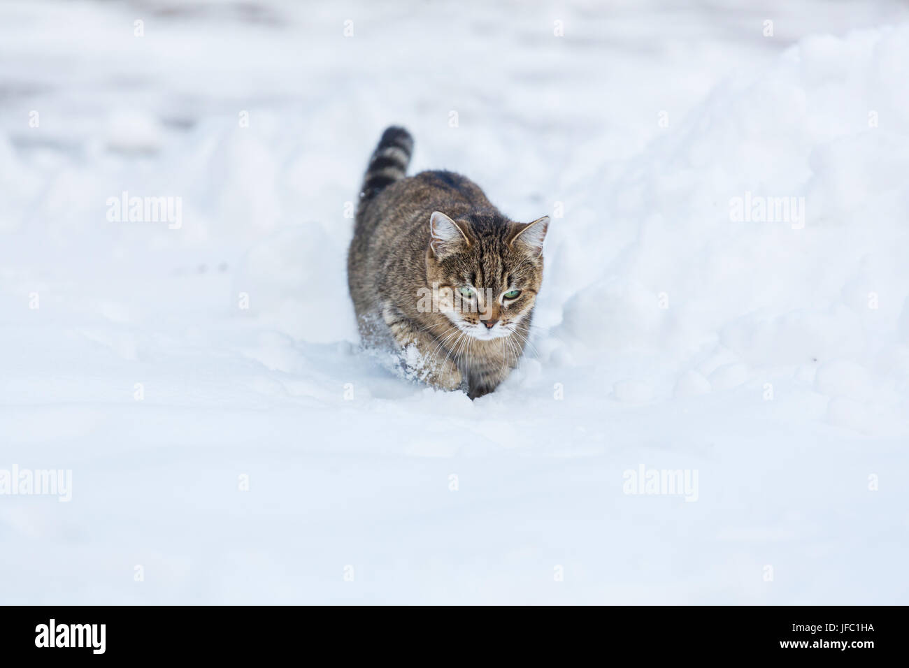 Cat in snow Stock Photo - Alamy