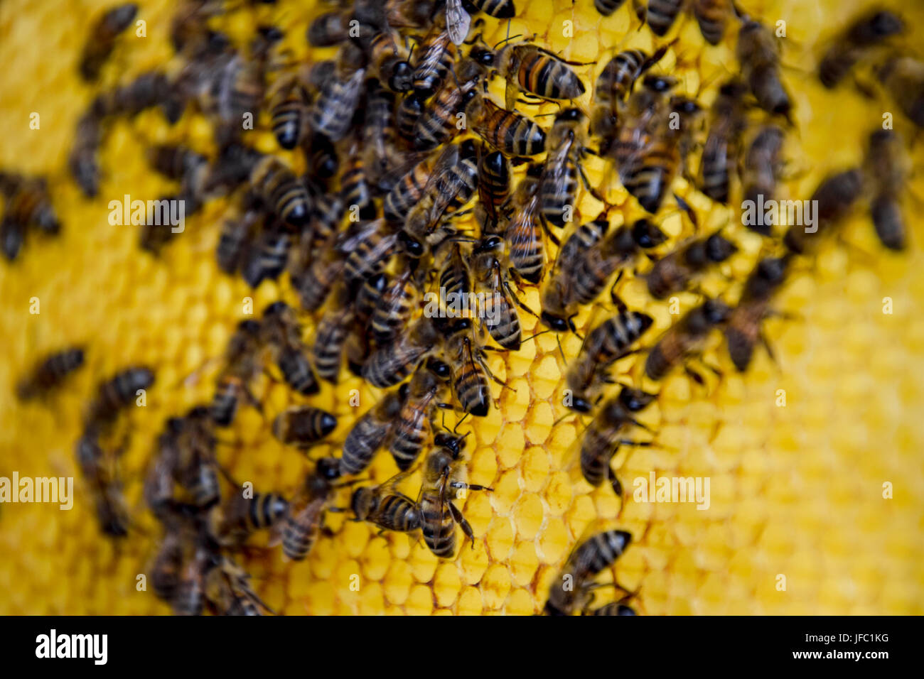 Roy bees on wax combs. Bee honeycomb, Plank with honeycomb from the ...