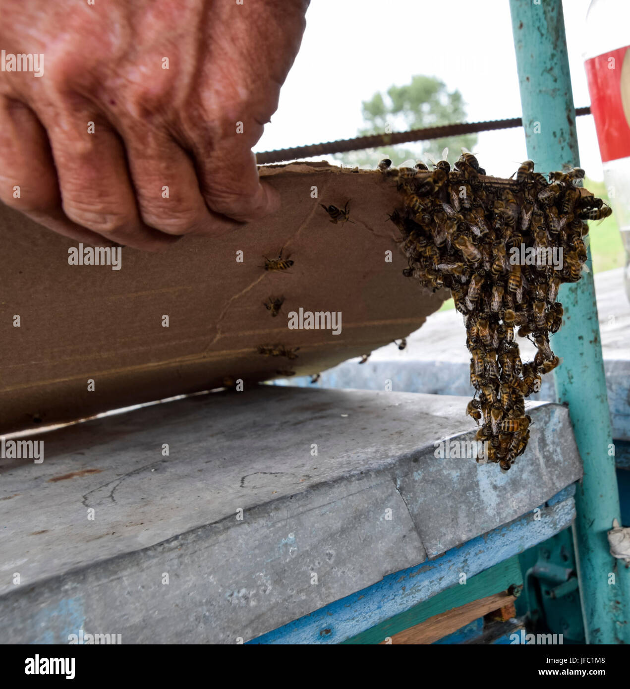 The beginning of the swarming of the bees. A small swarm of mesmerized ...