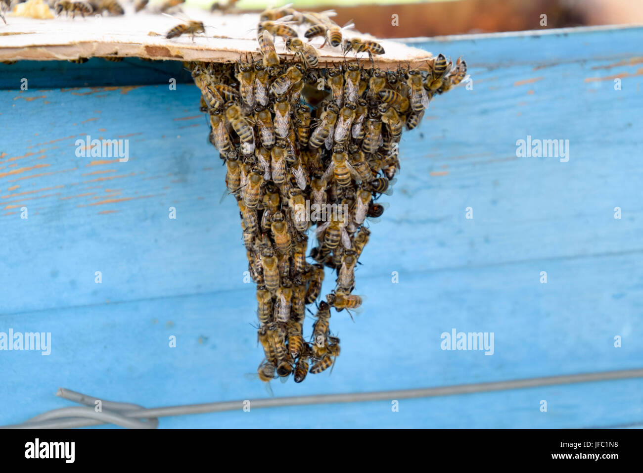 The beginning of the swarming of the bees. A small swarm of mesmerized ...