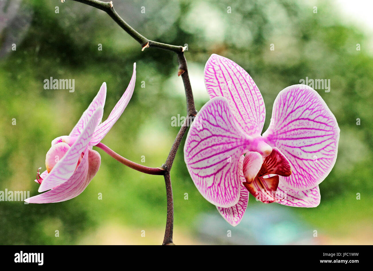Two beautiful purple tropical flowers hi-res stock photography and ...