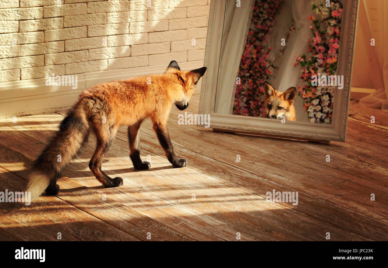 A small red fox puppy looks at herself in the mirror Stock Photo - Alamy