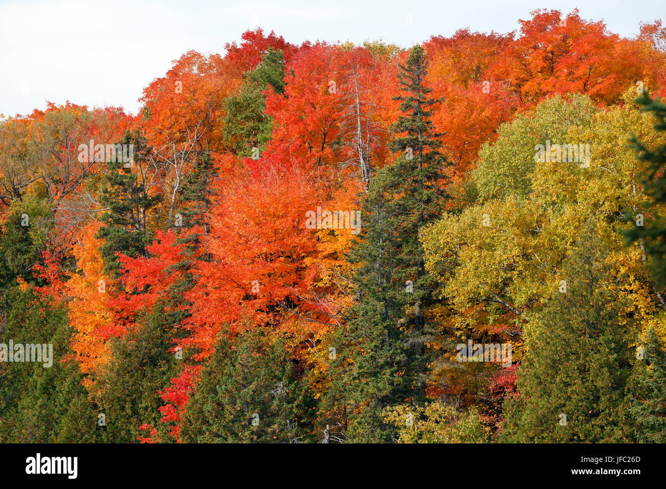 Canadian fall foliage Stock Photo - Alamy
