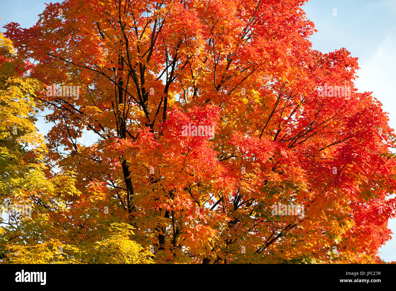 Canadian fall foliage Stock Photo - Alamy