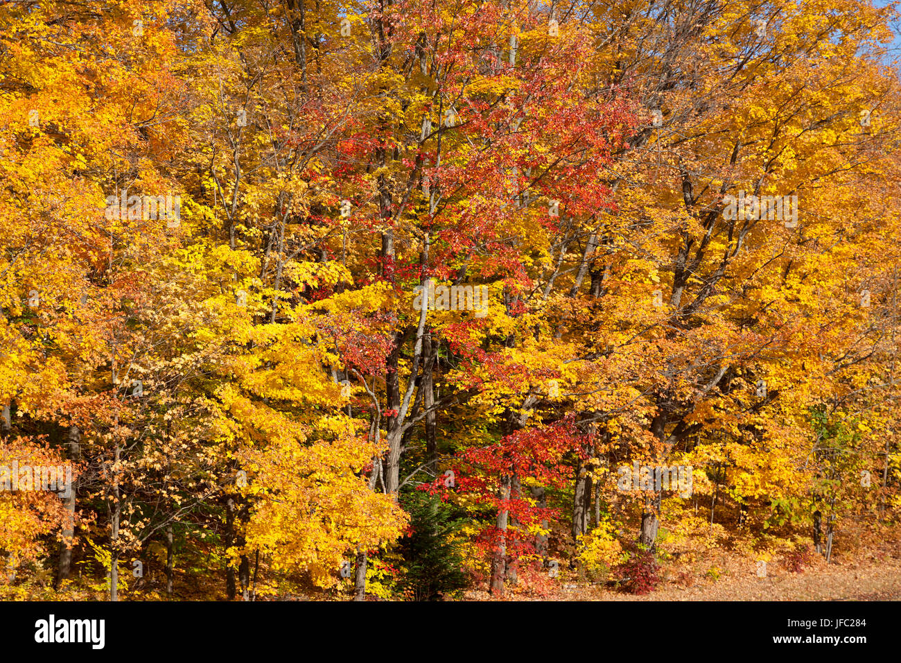 Canadian fall foliage Stock Photo - Alamy