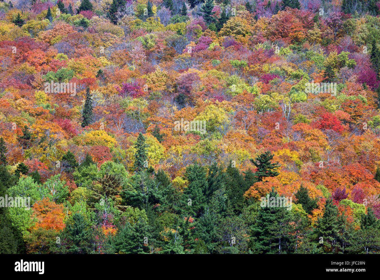 Canadian fall foliage Stock Photo - Alamy