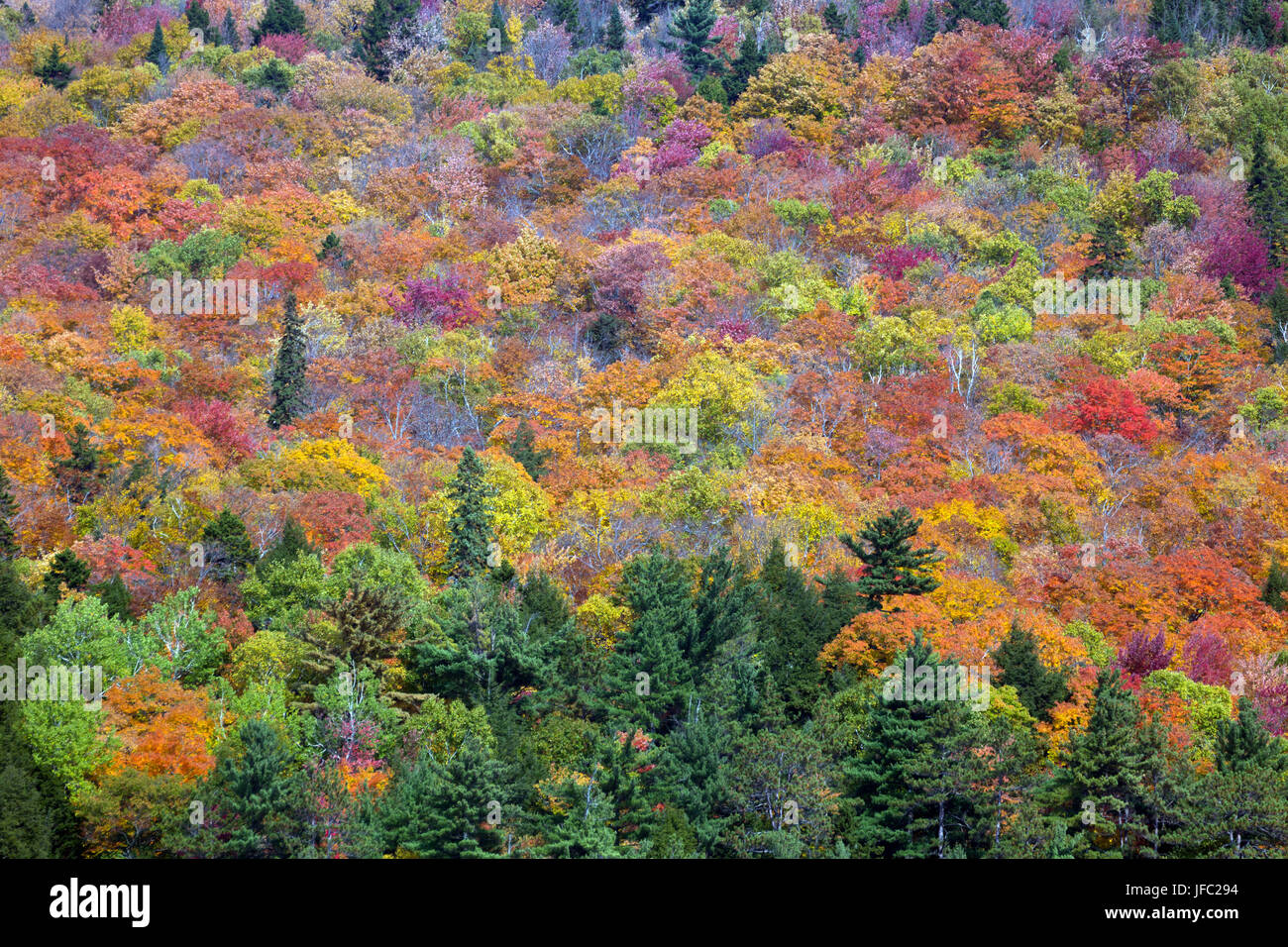 Canadian fall foliage Stock Photo - Alamy