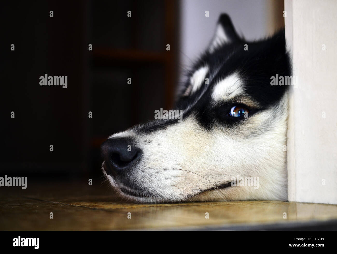 Heterochromia Siberian Husky High Resolution Stock Photography and ...