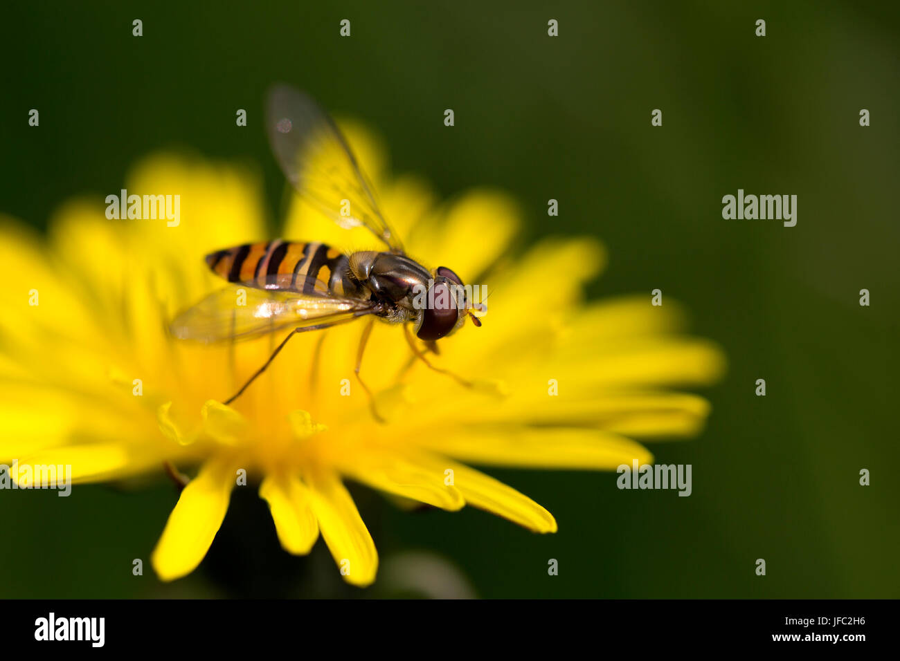 Bee collecting nectar Stock Photo - Alamy