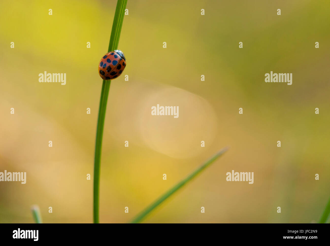 Big ladybug hi-res stock photography and images - Alamy
