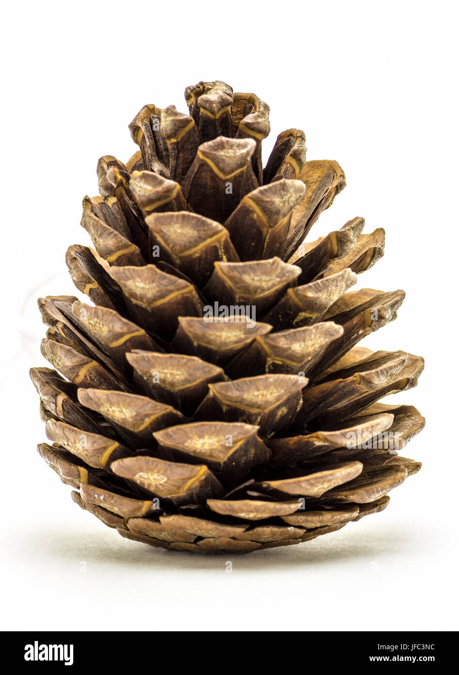 Timber softwood pine cone closeup on white background Stock Photo - Alamy