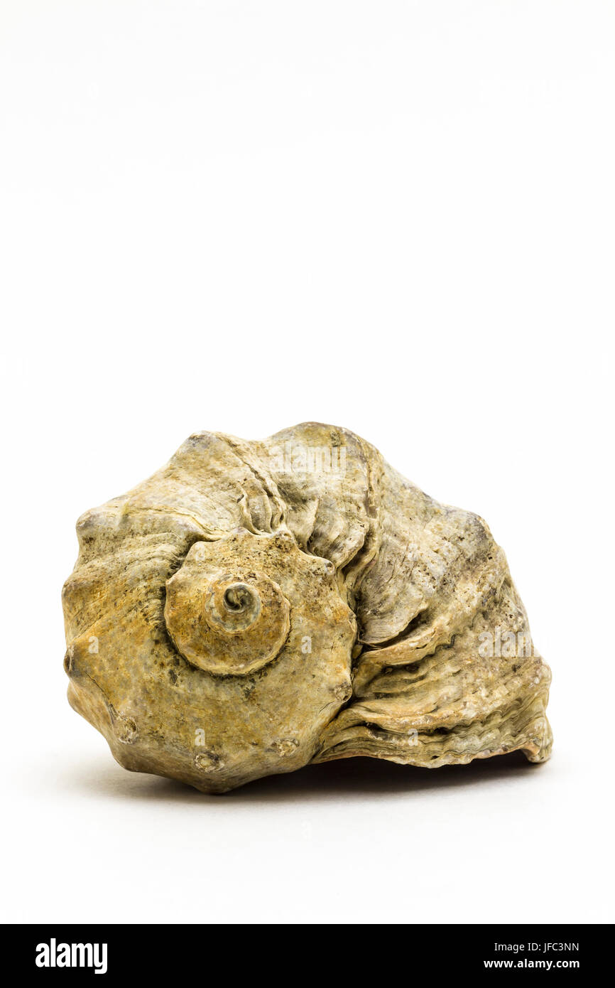 Large beige seashell close-up on a white background Stock Photo - Alamy