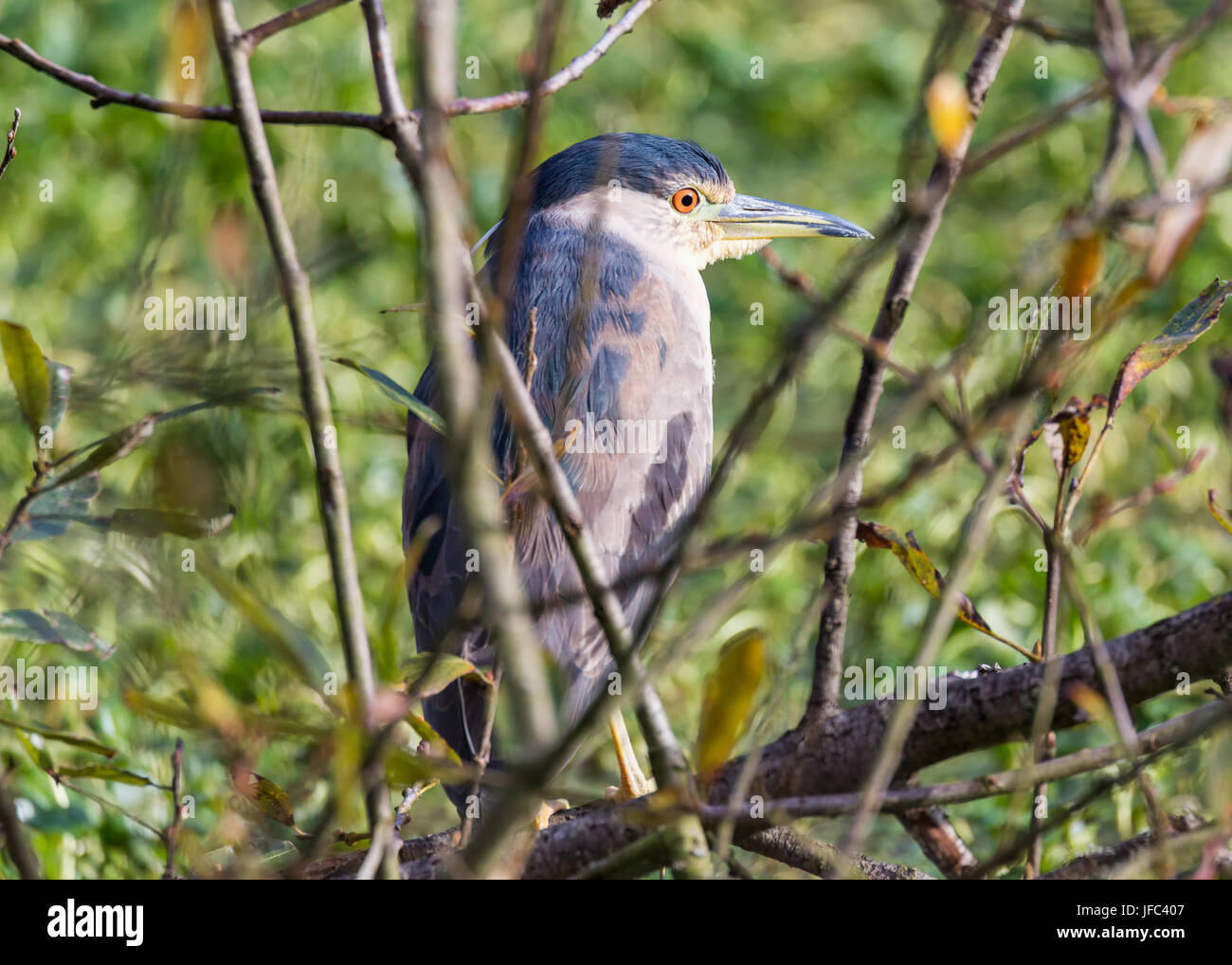 Juvenile Great Blue Heron Perched in a Tree Stock Photo - Alamy